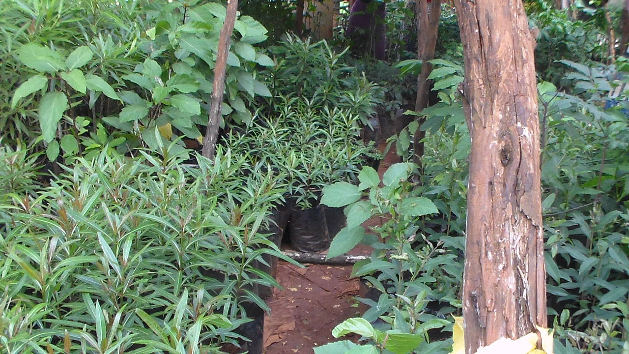 DZOMO LA MUPO WOMEN INDIGENOUS TREES NURSERIES - Dzomo la Mupo